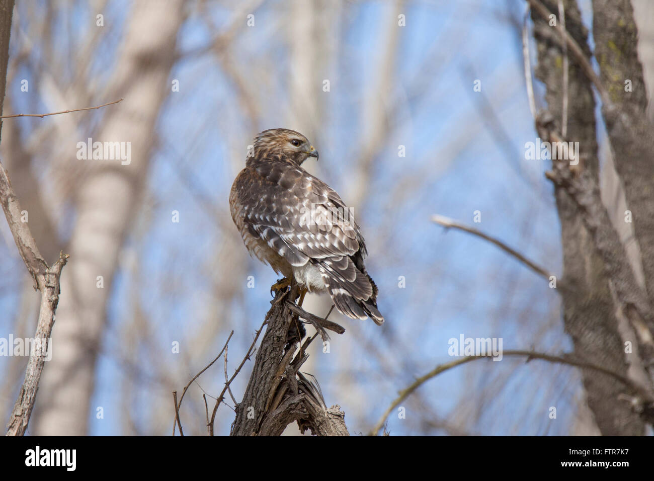 Red-shouldered Hawk in spring Stock Photo - Alamy