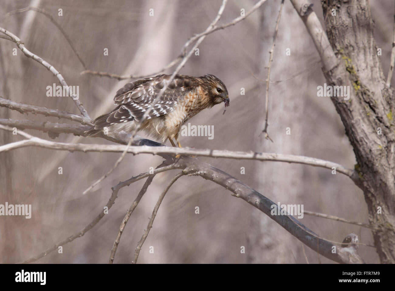Red-shouldered Hawk in spring Stock Photo - Alamy