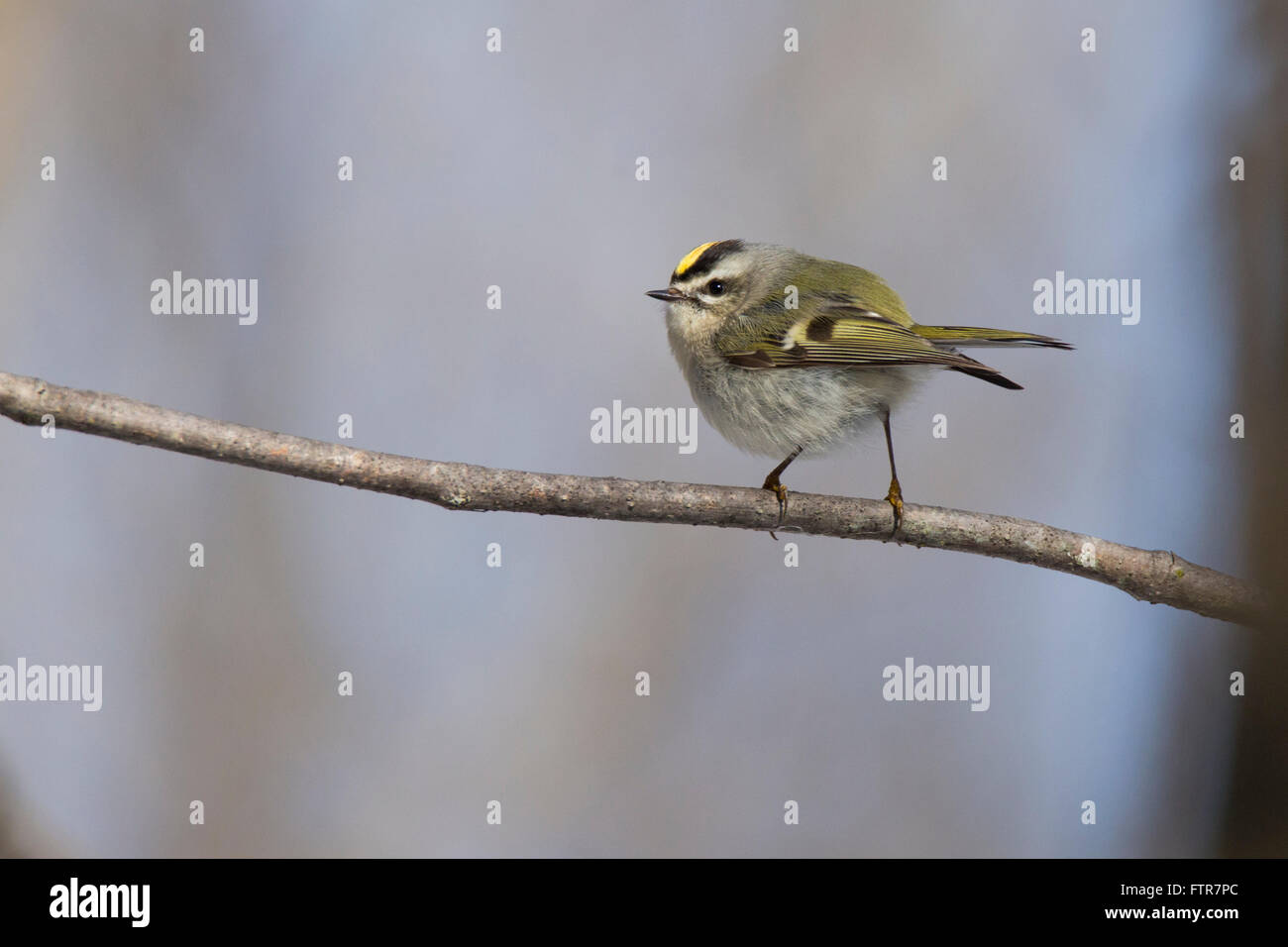 Golden-crowned Kinglet (Regulus satrapa) in spring Stock Photo - Alamy