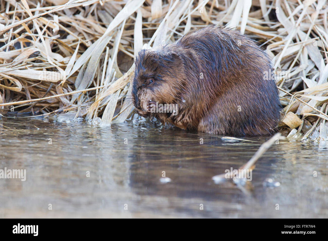 Muskrat cute animal hi-res stock photography and images - Alamy