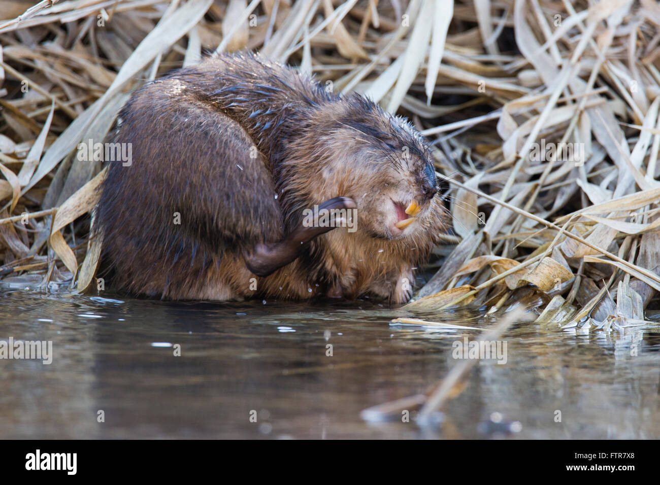 One muskrat hi-res stock photography and images - Alamy