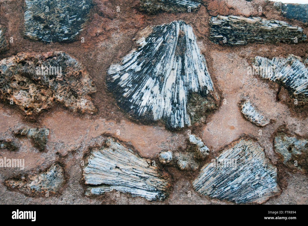 Colonial coral hi-res stock photography and images - Alamy