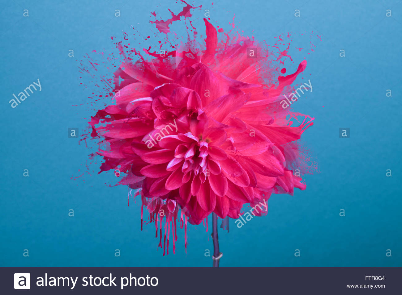 Exploding Flower Stock Photos & Exploding Flower Stock Images - Alamy