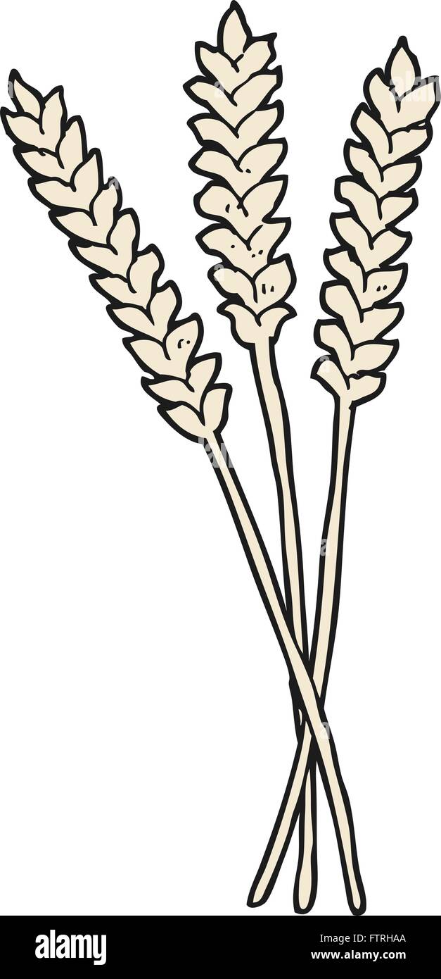 freehand drawn cartoon wheat Stock Vector Image & Art - Alamy