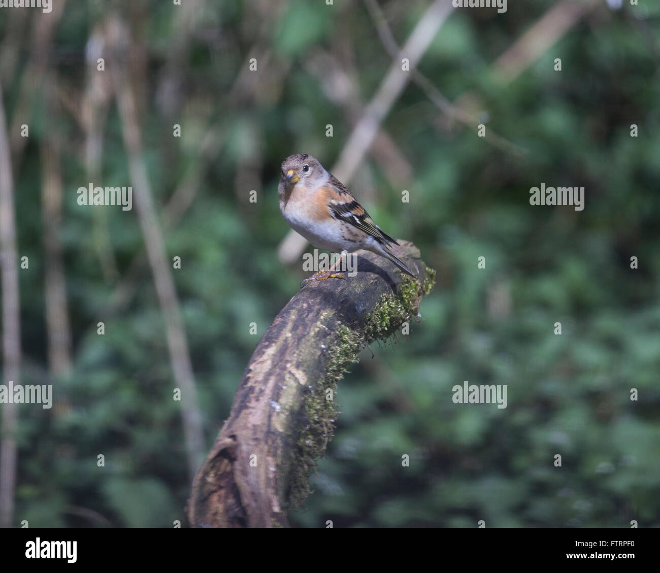Woodland finch hi-res stock photography and images - Alamy