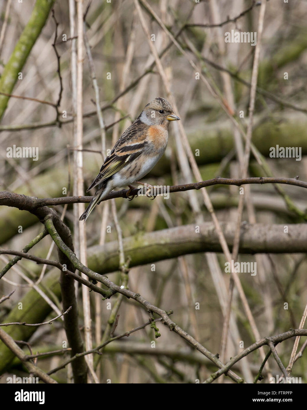Female brambling finch in woodland Stock Photo - Alamy