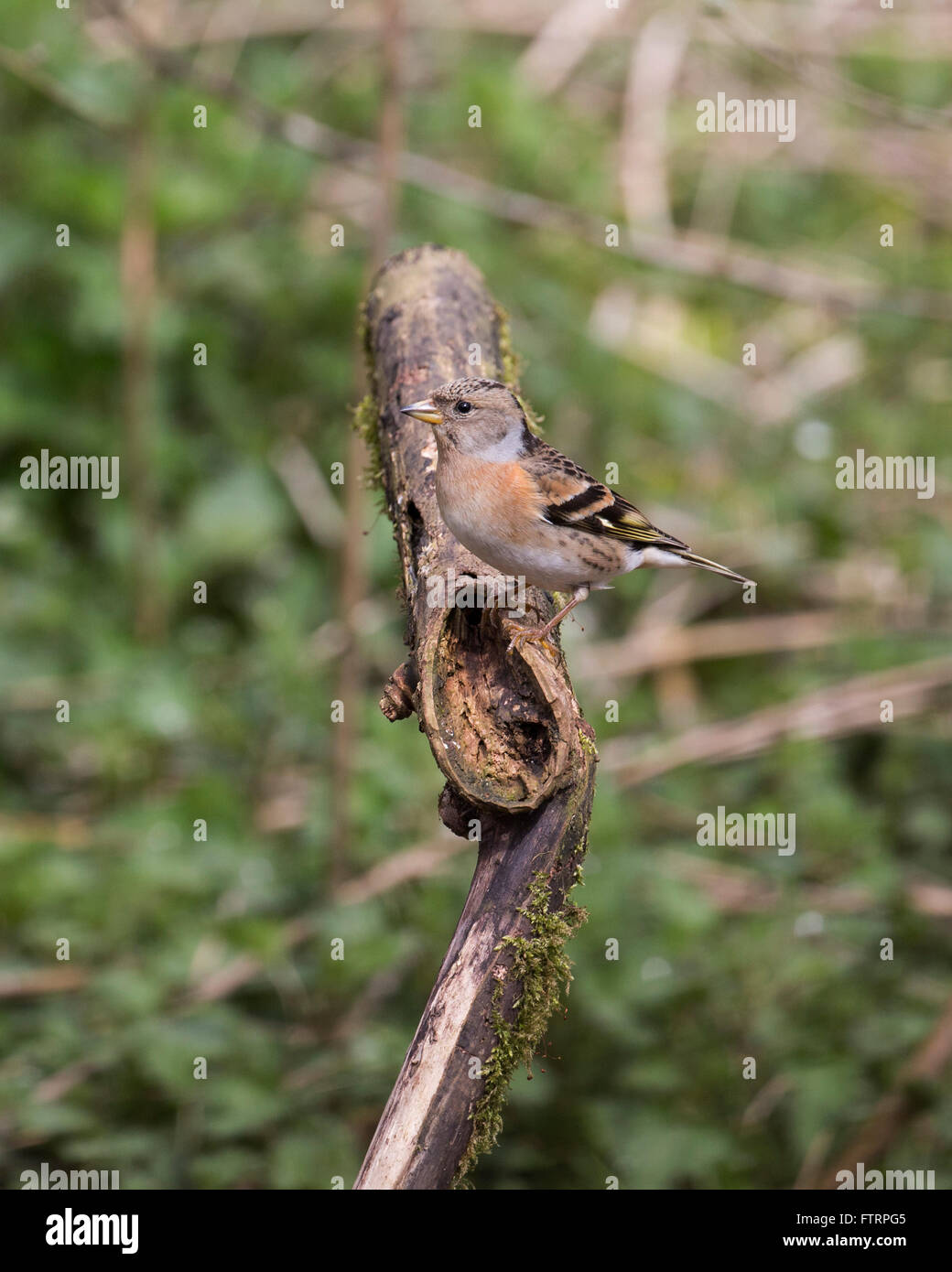 Female brambling finch in woodland Stock Photo - Alamy