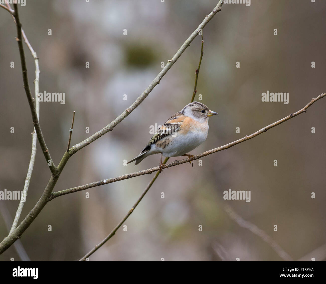 Female brambling hi-res stock photography and images - Alamy