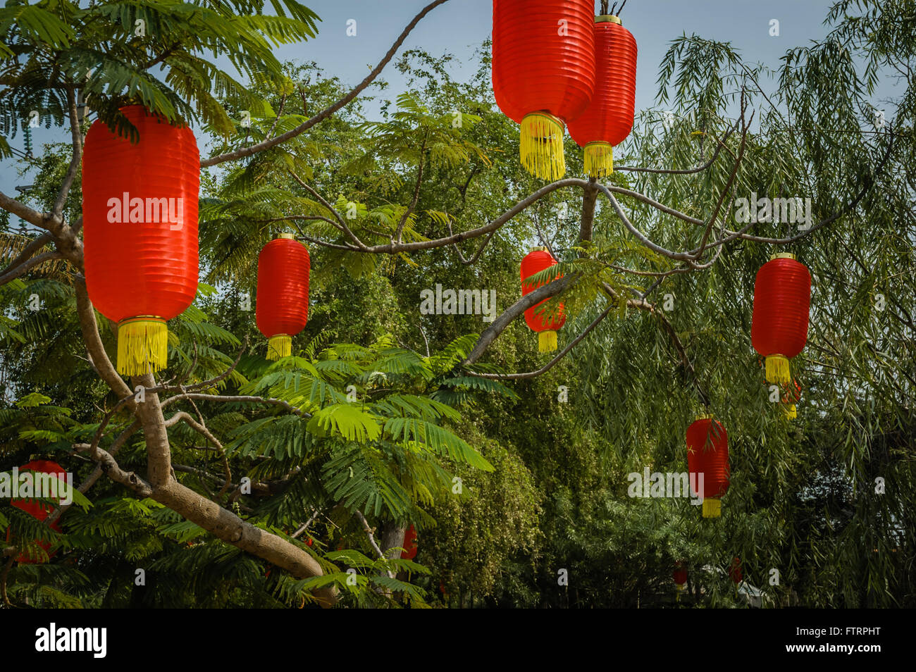 Chinese ferns hi-res stock photography and images - Alamy