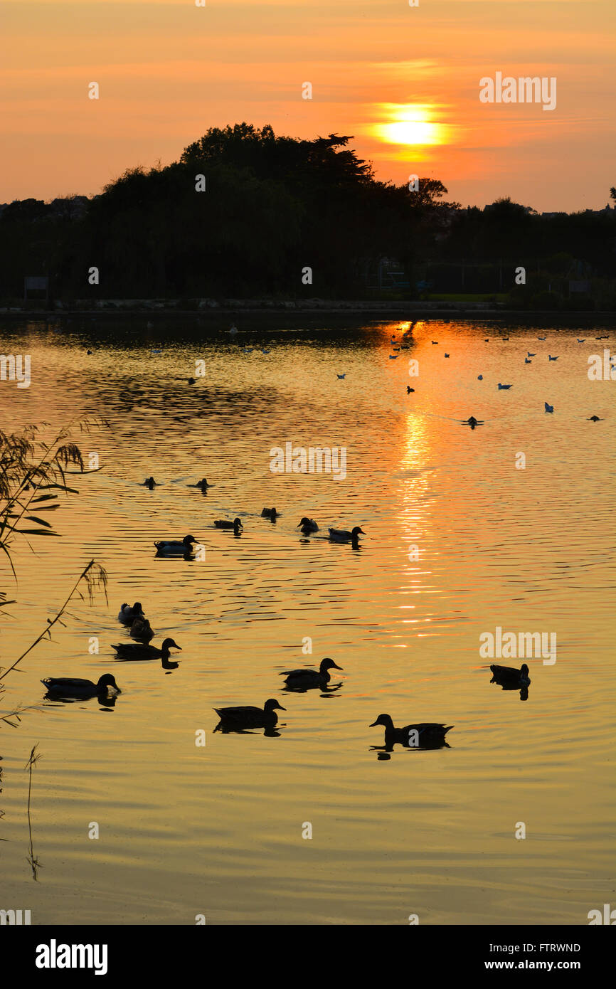 Boating lake sandown on isle hi-res stock photography and images - Alamy
