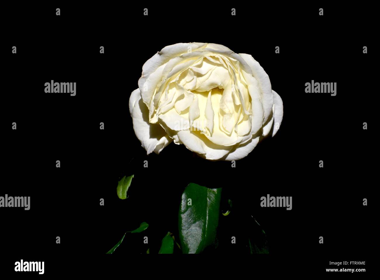 Wilted white rose on a black background Stock Photo - Alamy