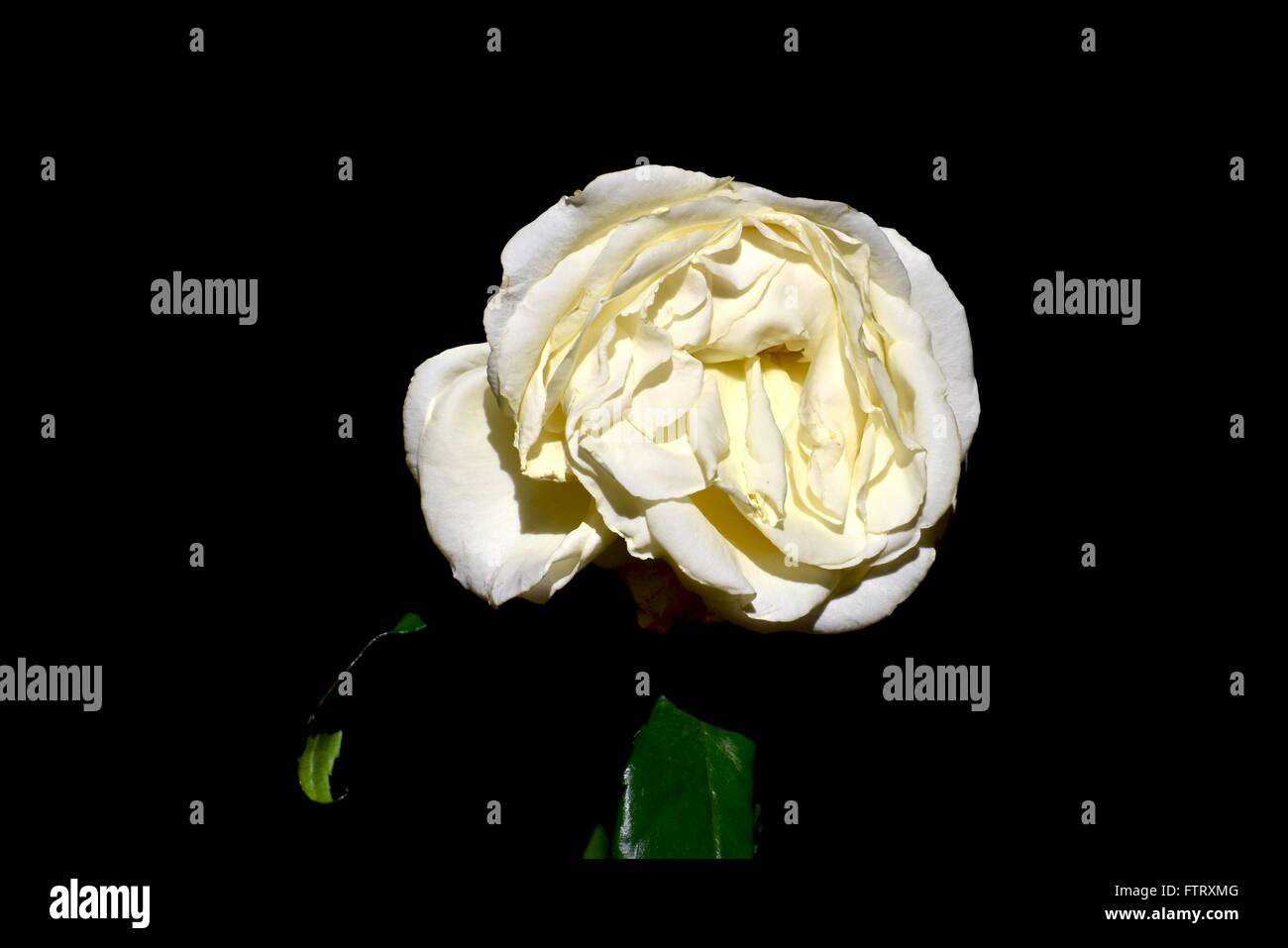 Wilted white rose on a black background Stock Photo - Alamy