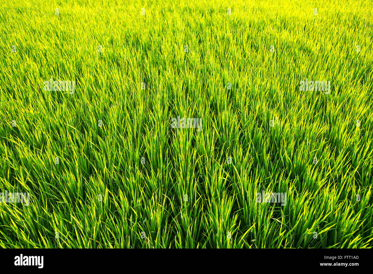 Green grass in sunlight. The rice field Stock Photo - Alamy