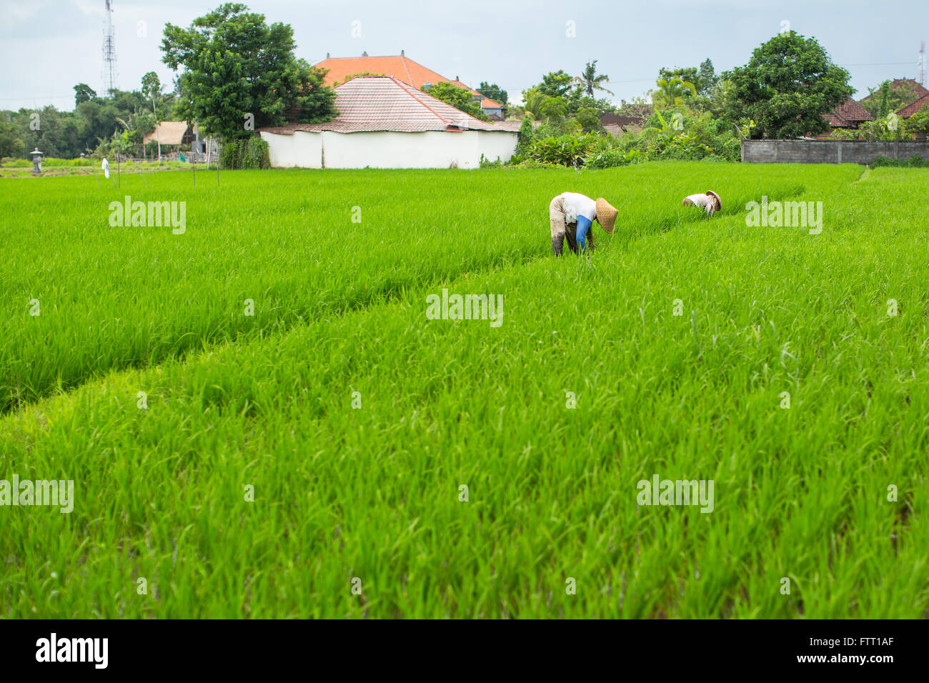Farmers in the rice fields. Indonesia Stock Photo - Alamy