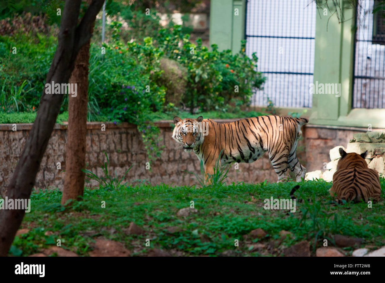 The tiger of mysore hi-res stock photography and images - Alamy