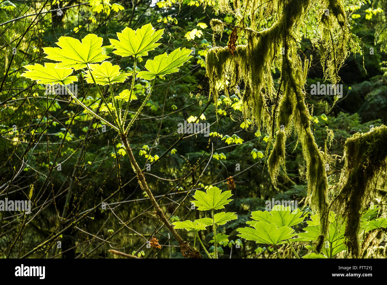 Devils club hi-res stock photography and images - Alamy