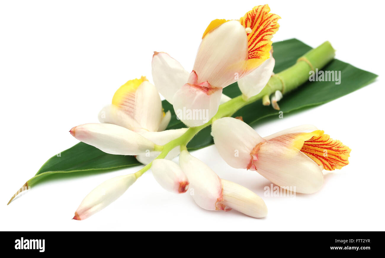 Cardamom flower over white background Stock Photo - Alamy