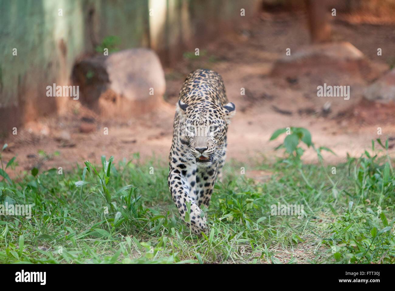 The Asiatic leopard at the Mysore , Mysuru Zoo in Karnataka paces in ...