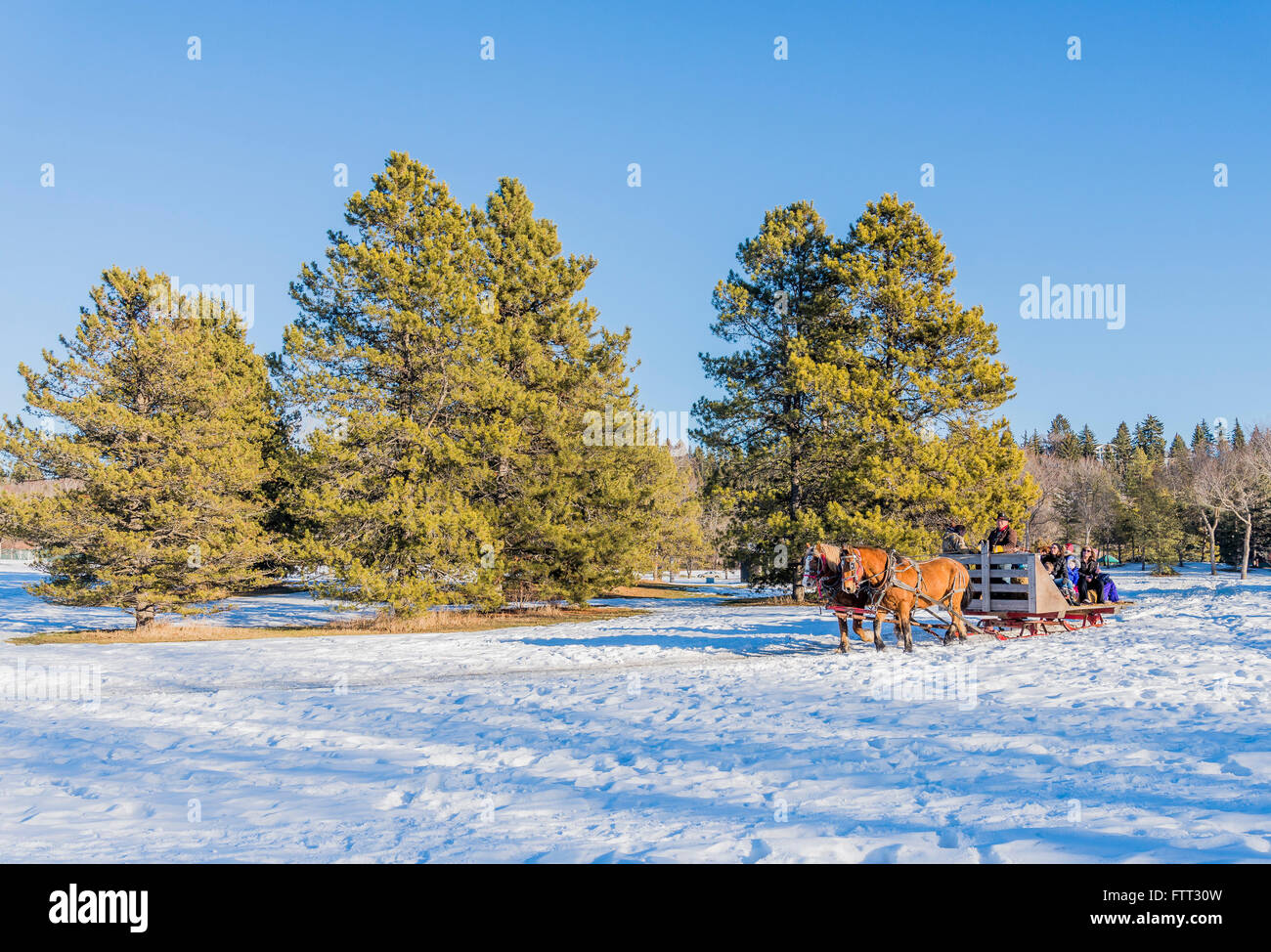 Horse drawn sleigh ride winter alberta canada hi-res stock photography ...
