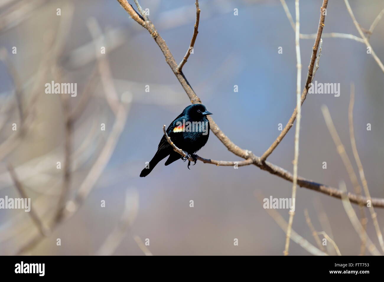 Red Winged Blackbird in a forest in Quebec Stock Photo - Alamy