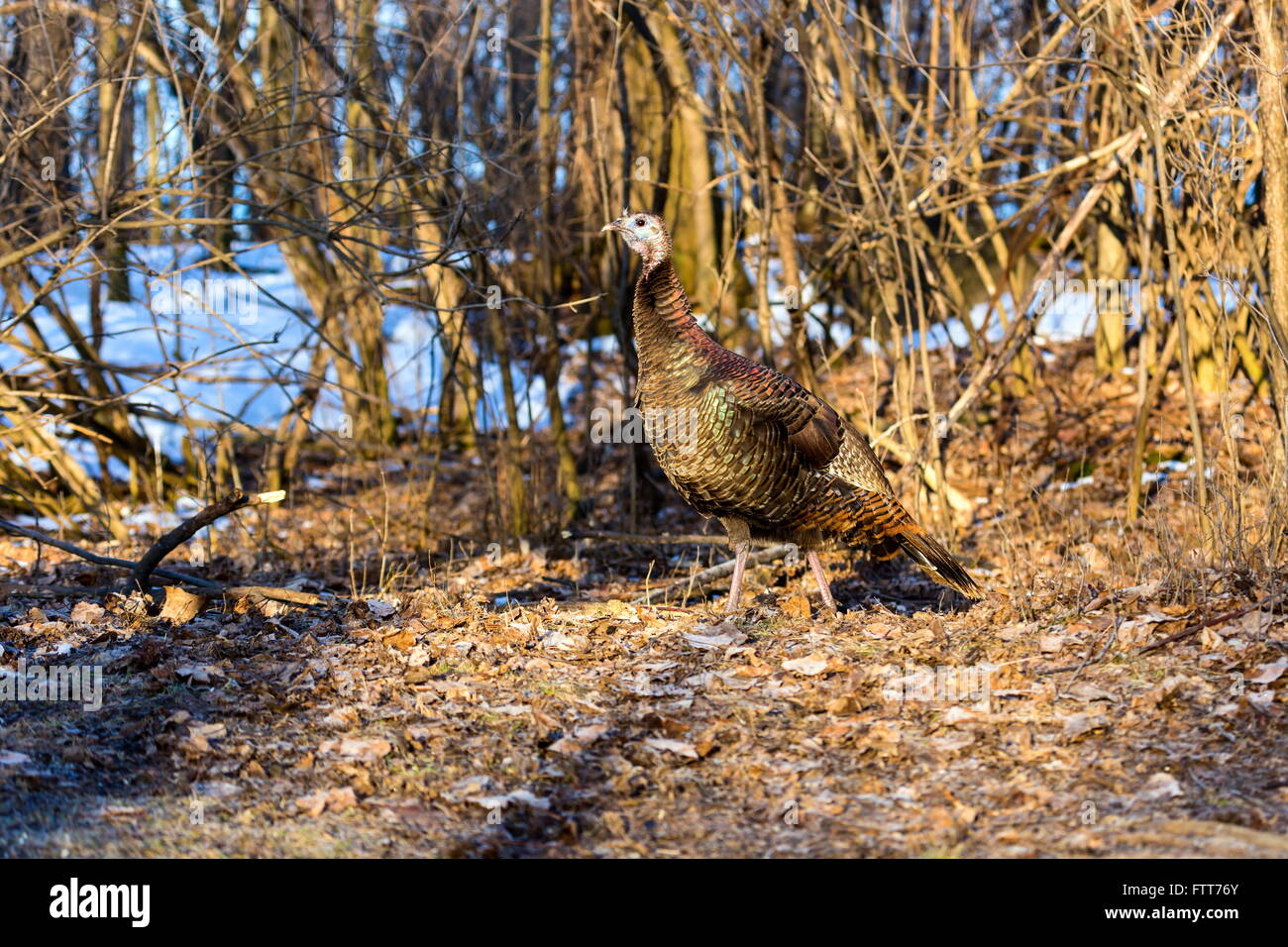 Female turkey with beard hi-res stock photography and images - Alamy