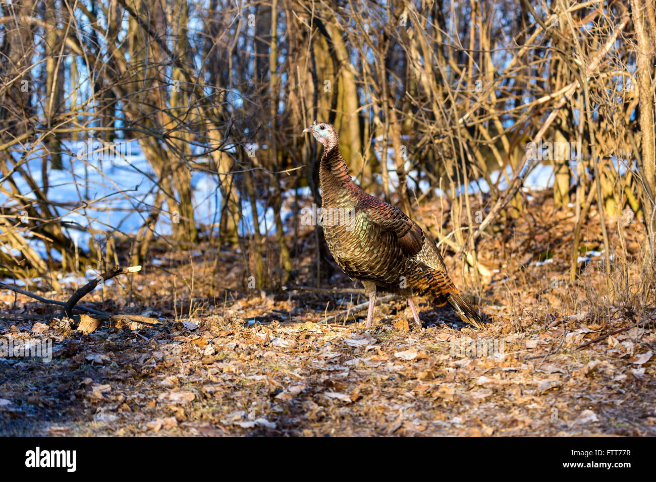 Wild Turkey Hen Stock Photo - Alamy