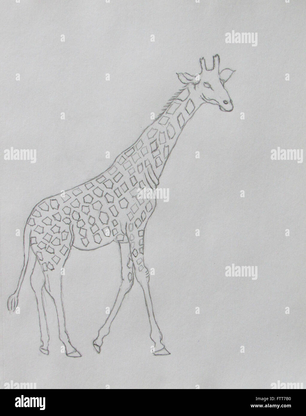 Sketch giraffe hi-res stock photography and images - Alamy
