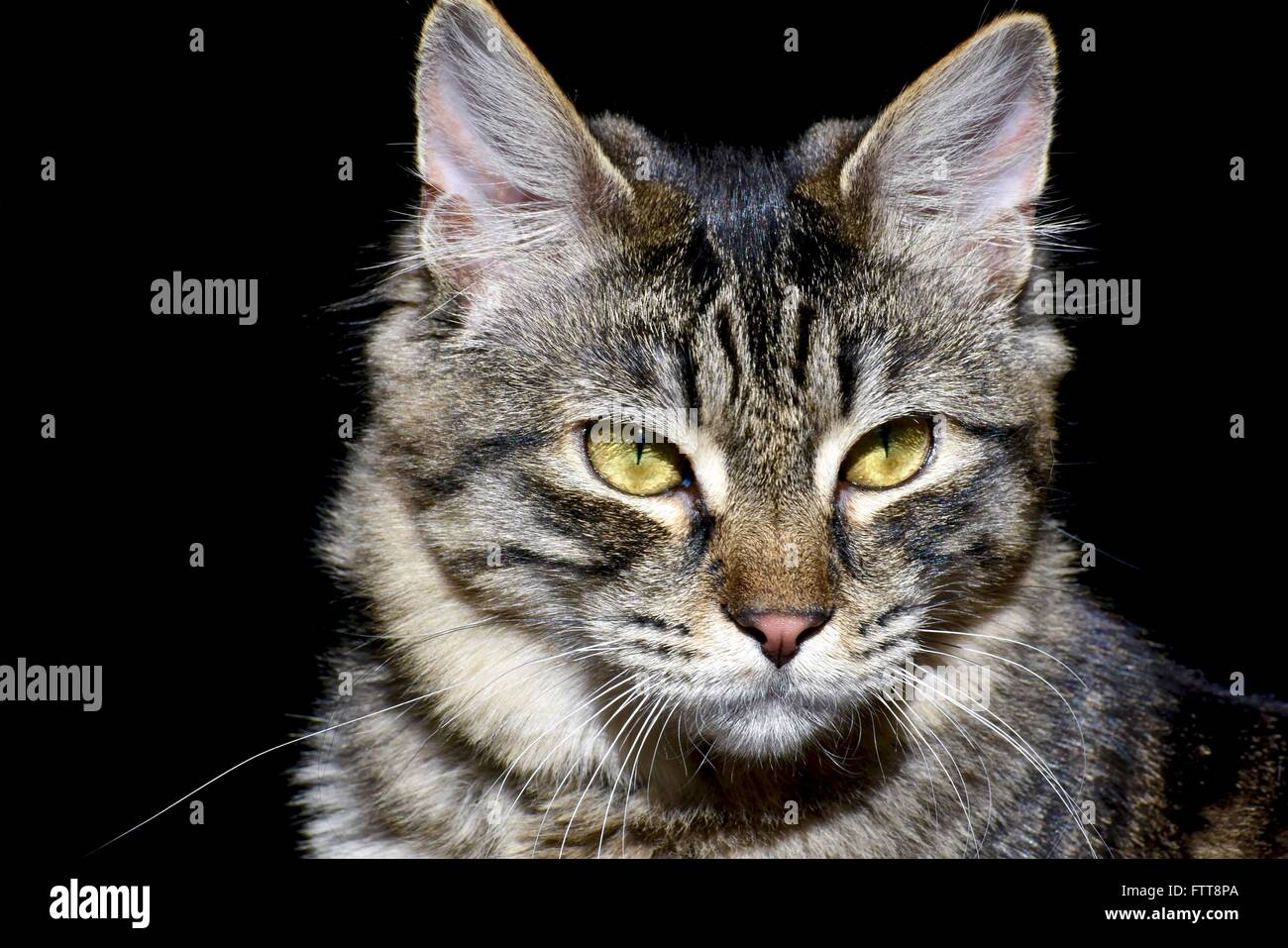 Pretty tabby cat Stock Photo - Alamy