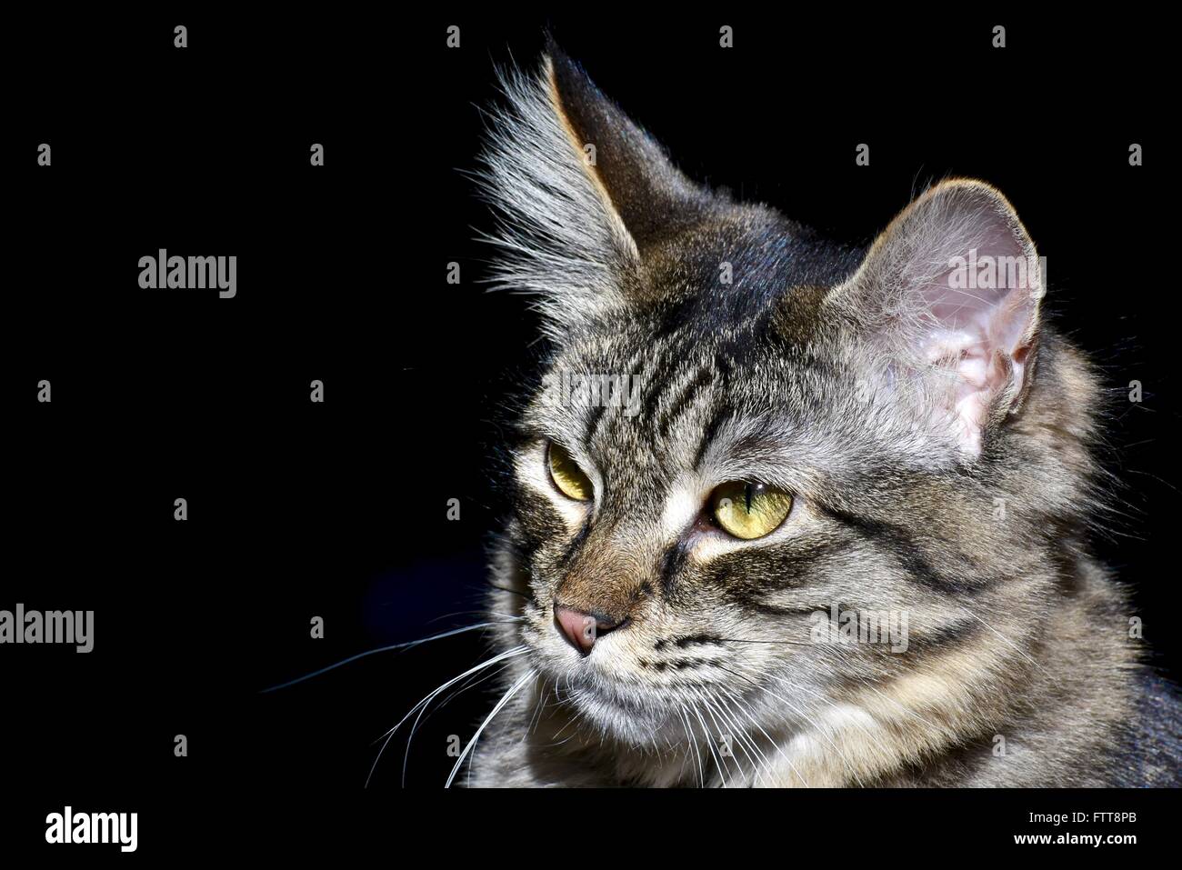 Cute tabby cat posing for portrait Stock Photo - Alamy