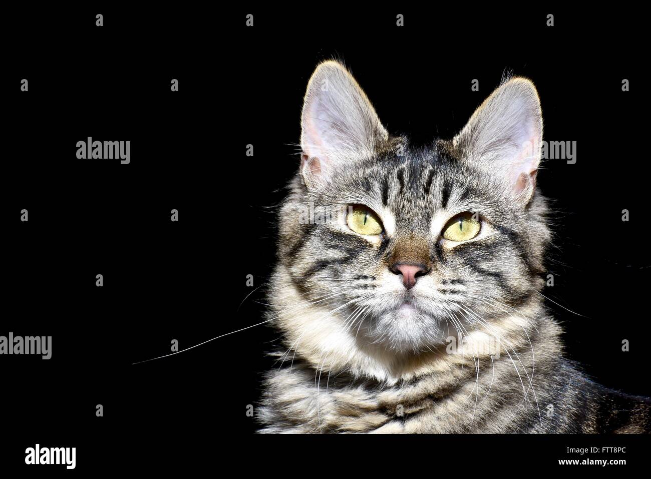 Cute tabby cat posing for portrait Stock Photo - Alamy