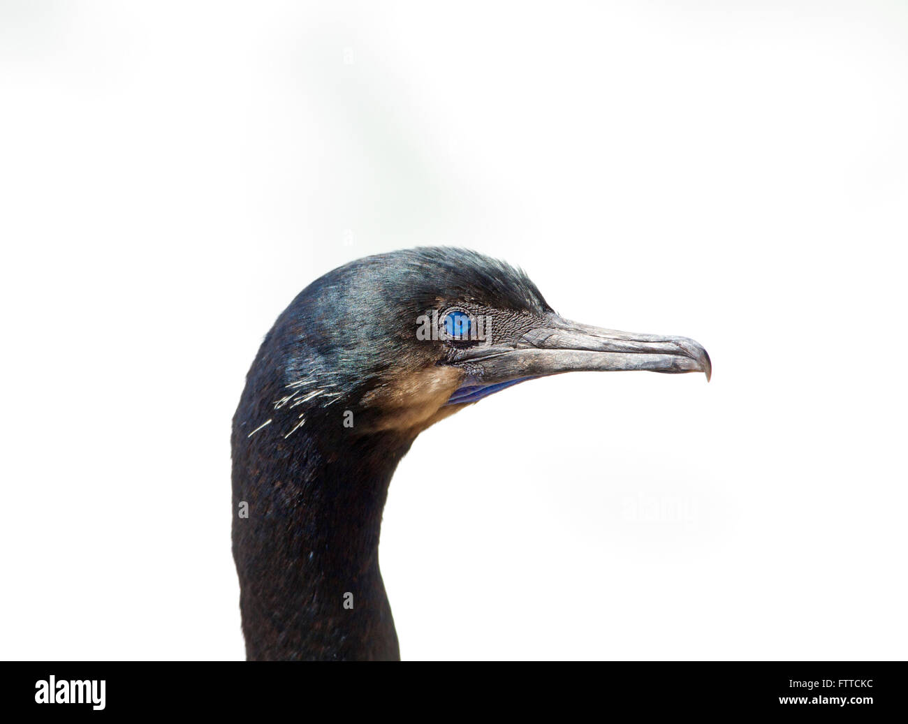 Blue eye brandts cormorant hi-res stock photography and images - Alamy