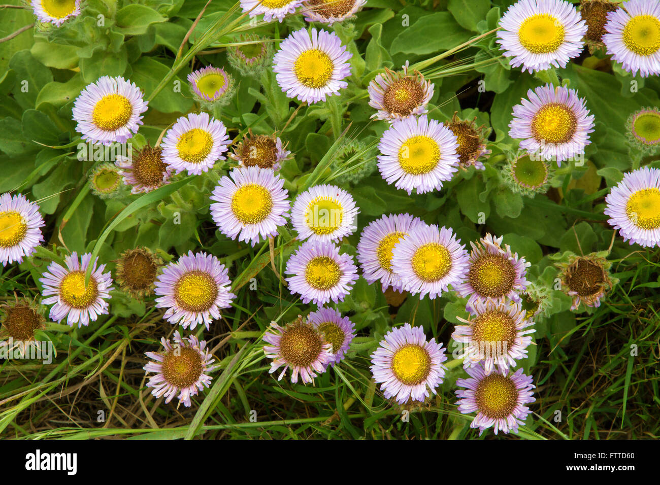 Coastal daisy hi-res stock photography and images - Alamy