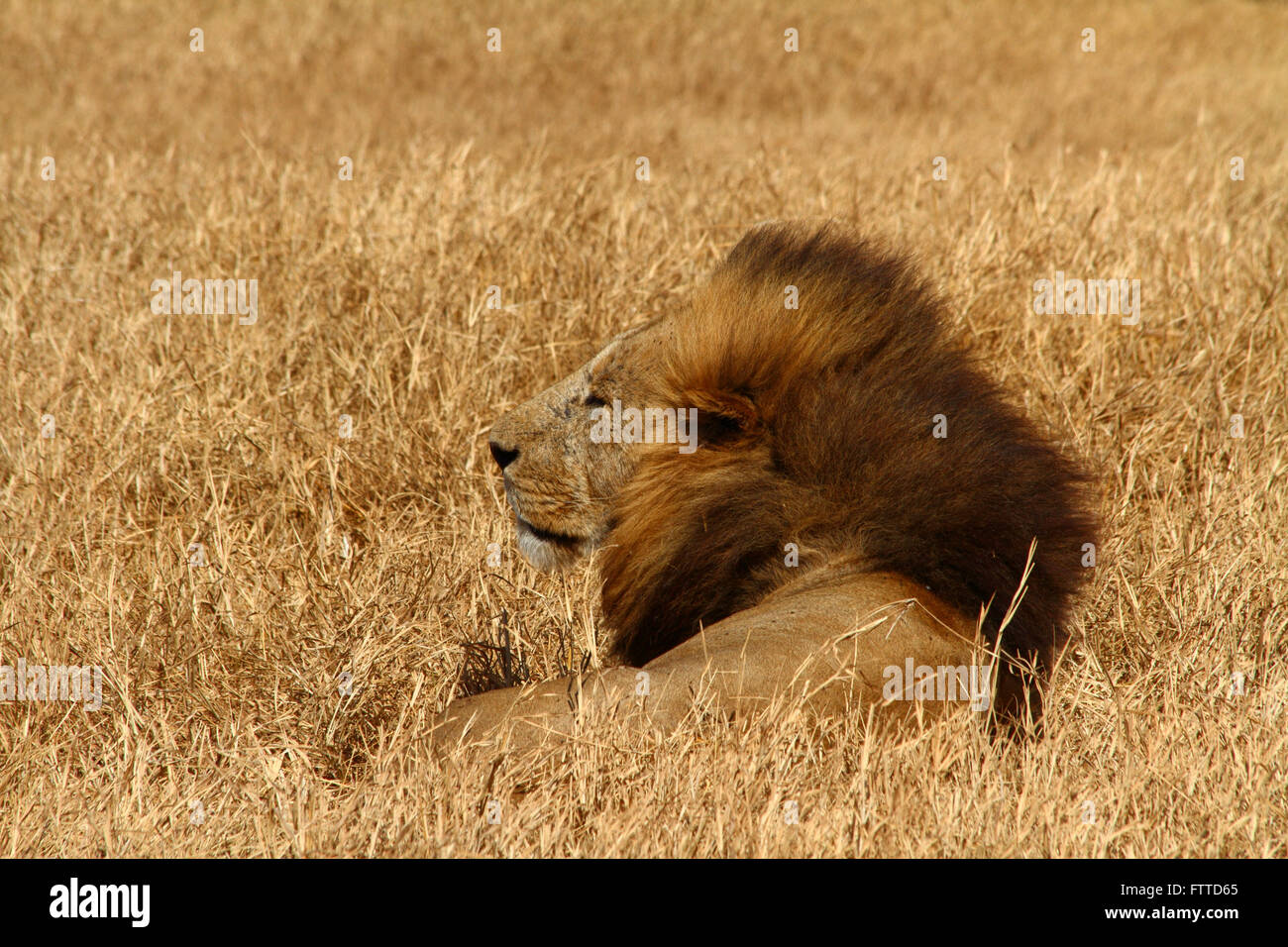 A resting male lion with the wind blowing its large mane back Stock ...