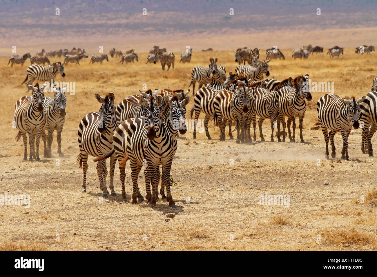 A zebra herd stops and stares Stock Photo - Alamy