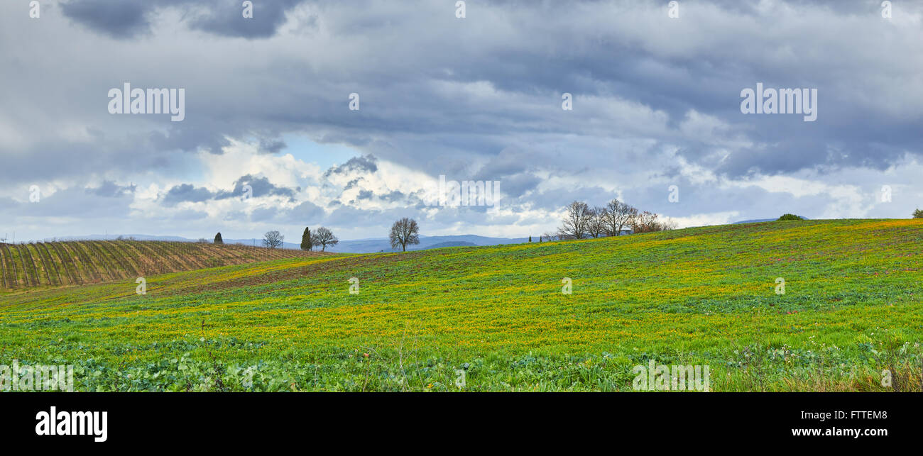 landscape of farm field in tuscany in italy Stock Photo - Alamy