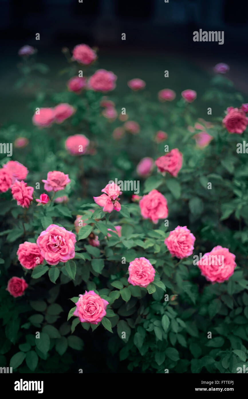 Rose bush hi-res stock photography and images - Alamy