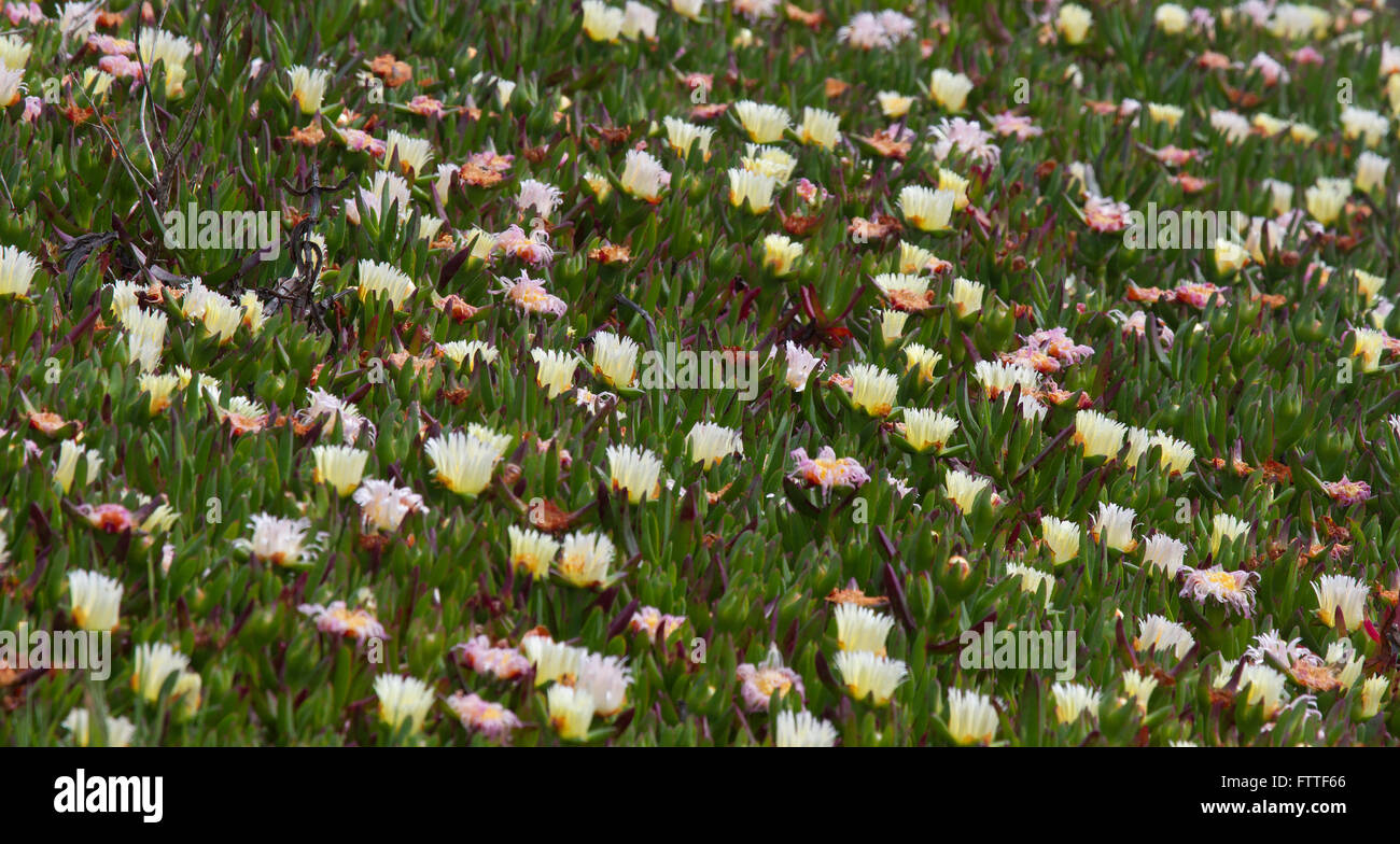 Field of Ice Plants in Bloom Stock Photo - Alamy