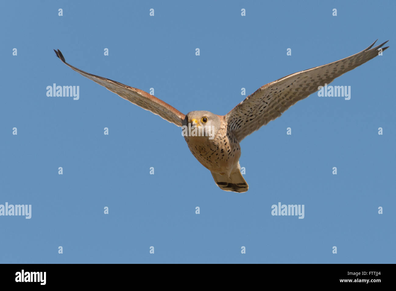 Male Kestrel in flight hunting for prey Stock Photo - Alamy
