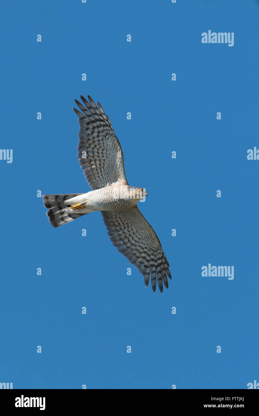 Sparrowhawk flying hi-res stock photography and images - Alamy