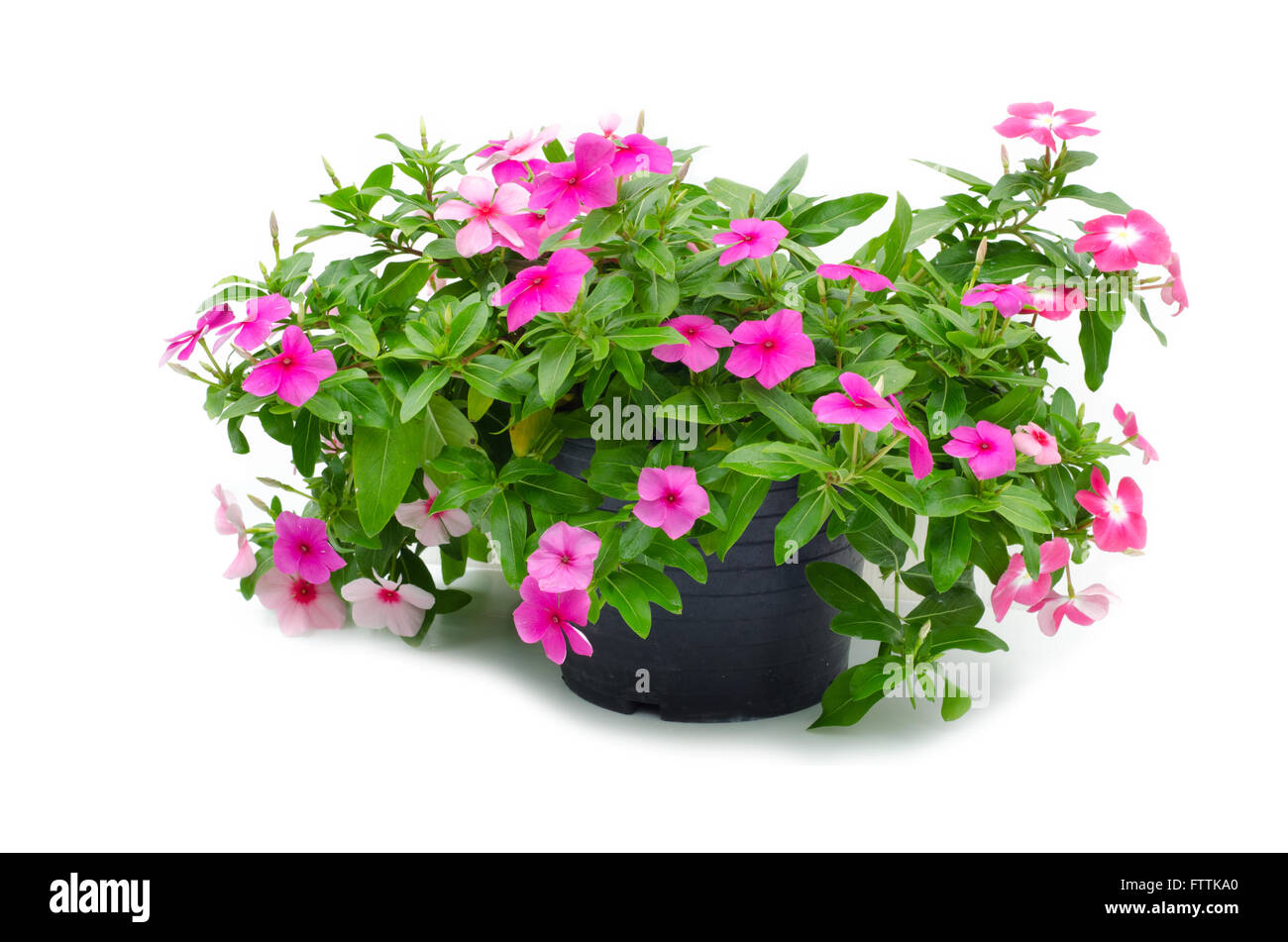 Periwinkle catharanthus roseus Cut Out Stock Images & Pictures - Alamy