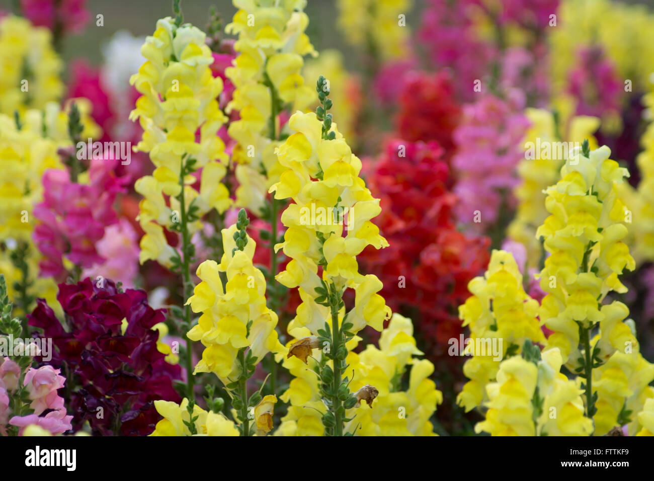Snap dragon (Antirrhinum majus) blooming in garden Stock Photo - Alamy