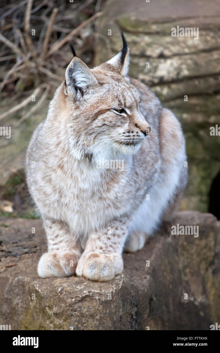 A single European Lynx sitting on a rock Stock Photo - Alamy