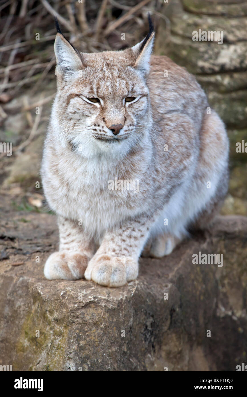 Eurasian lynx lynx lynx on a rock hi-res stock photography and images ...