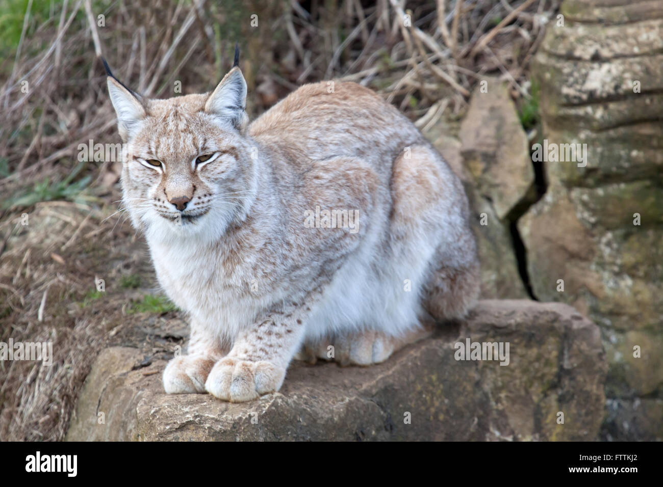 Eurasian lynx lynx lynx on a rock hi-res stock photography and images ...