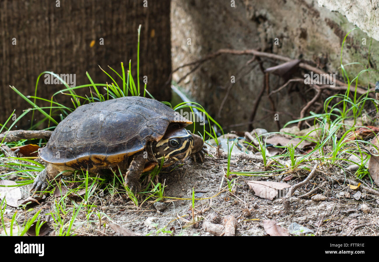 turtle with yellow line in head at the garden Stock Photo - Alamy