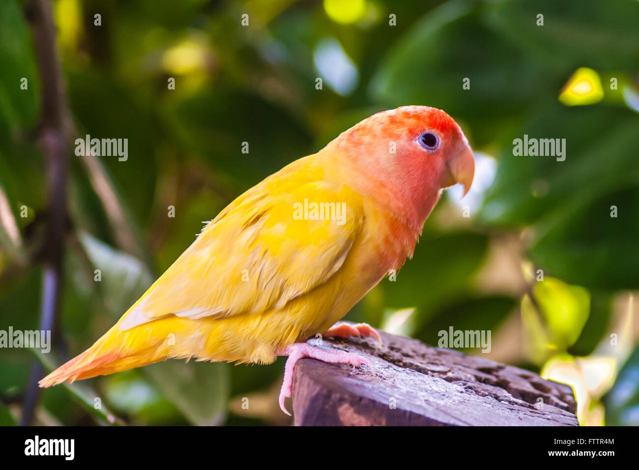 Colorful yellow parrot on stump in the jungle Stock Photo - Alamy