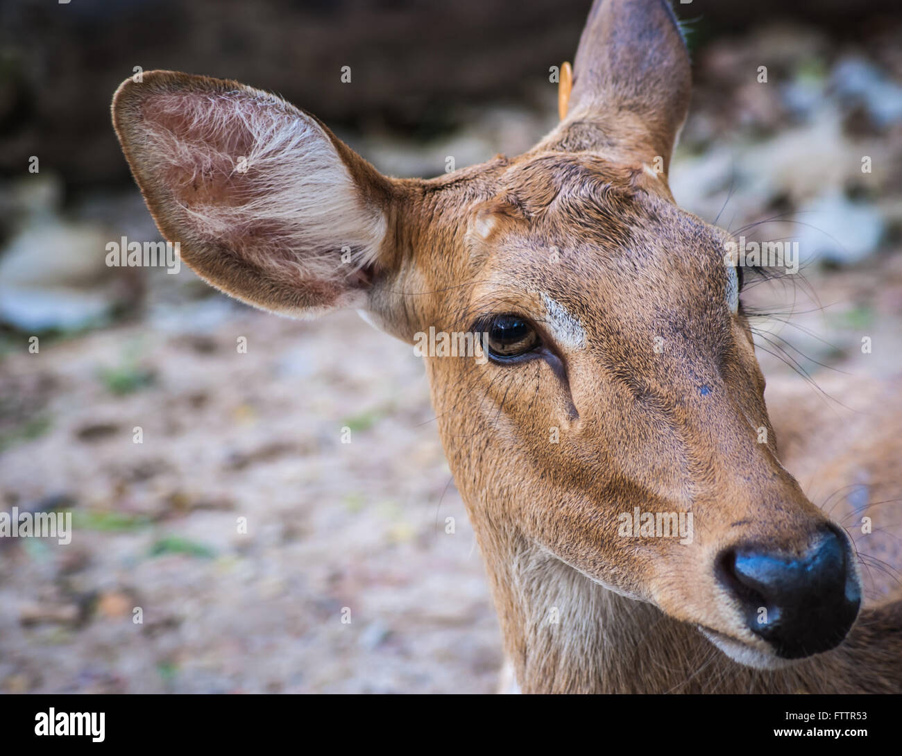 deer's eyes contact, selective focus,doe eyes Stock Photo - Alamy