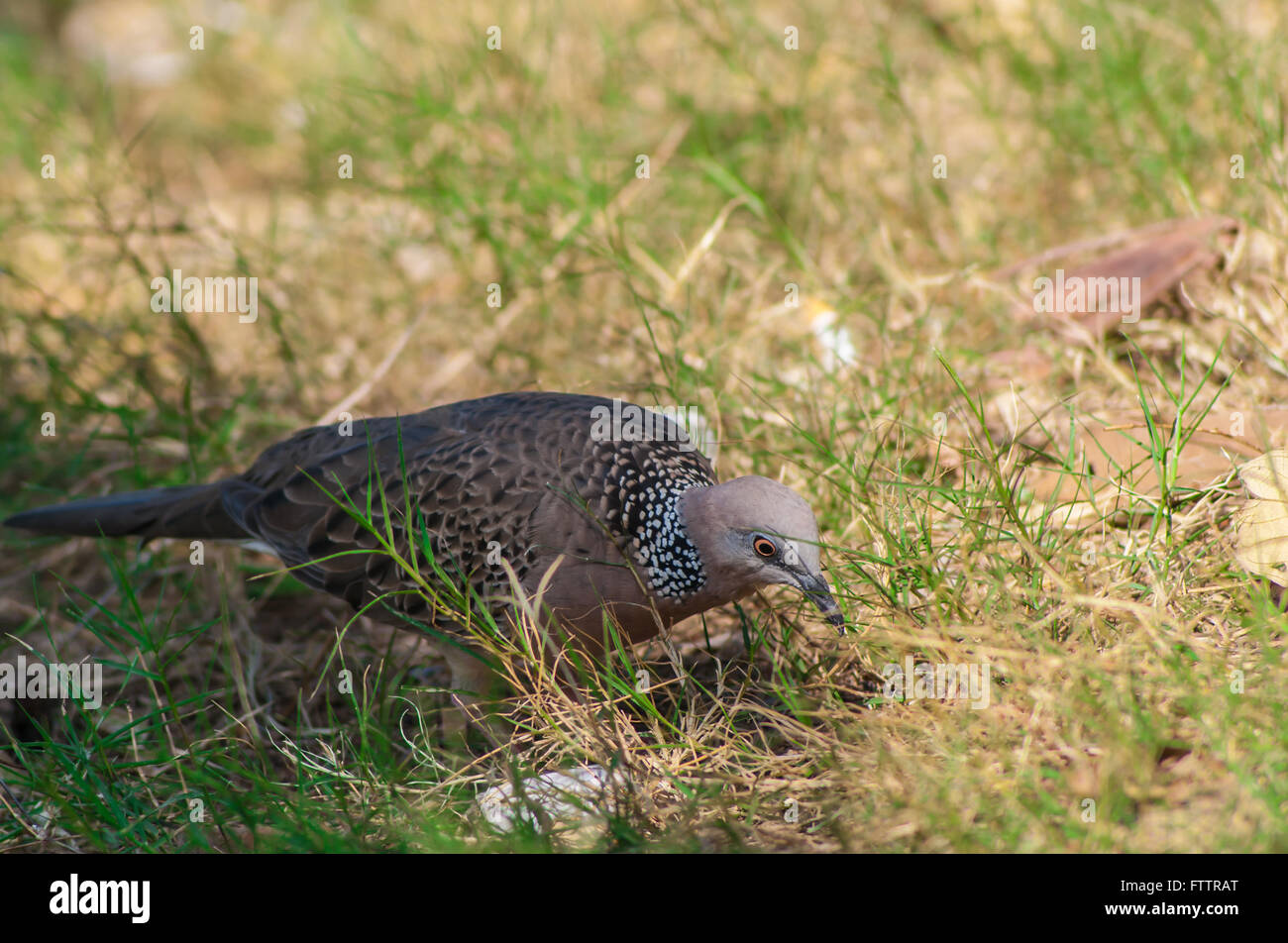 Columbidae sunbathe on the floor Stock Photo - Alamy
