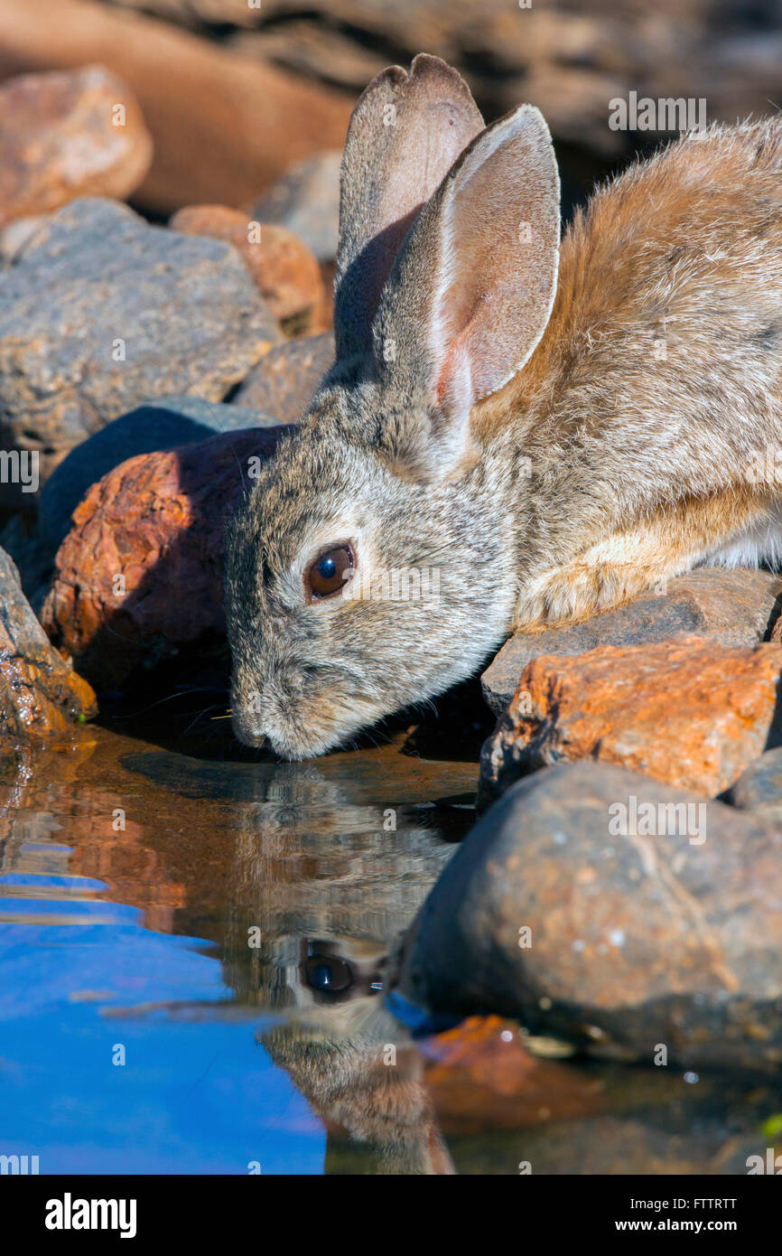 Cottontail Rabbit Arizona High Resolution Stock Photography and Images ...