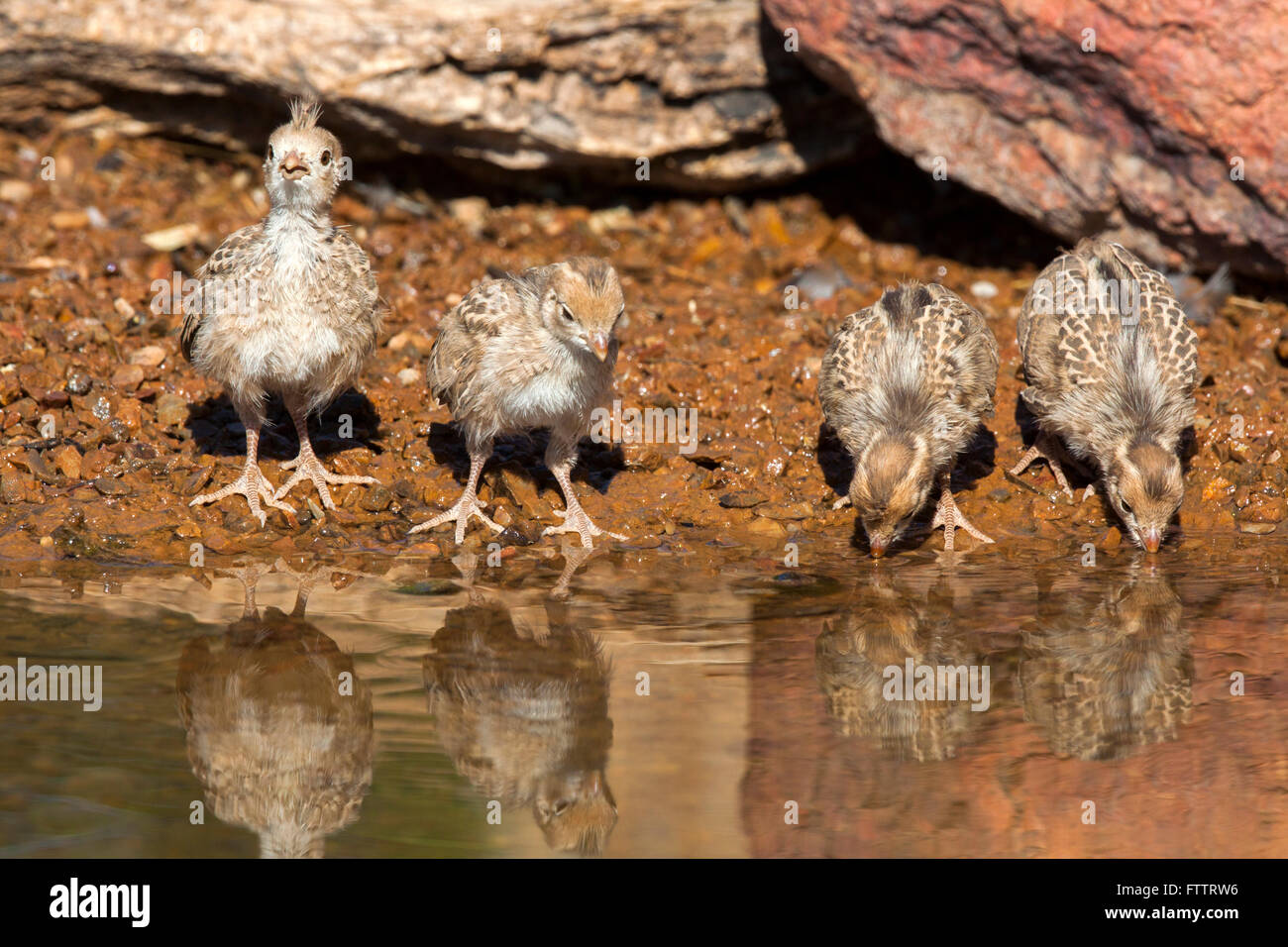 Gambels quail hi-res stock photography and images - Alamy